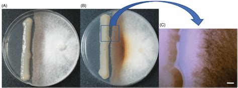 Inhibition And Browning Of The Mycelia Of Shiitake Sanjo 701ho By