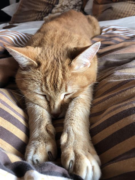 My Heart Melts Every Time He Lays Like That 🥰 Raww