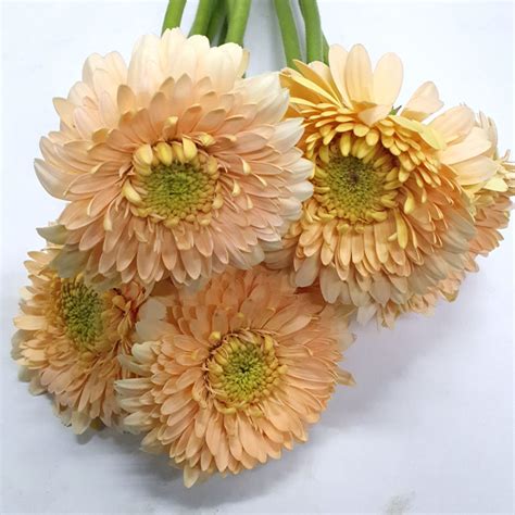 미니거베라 핑크 구해줘꽃