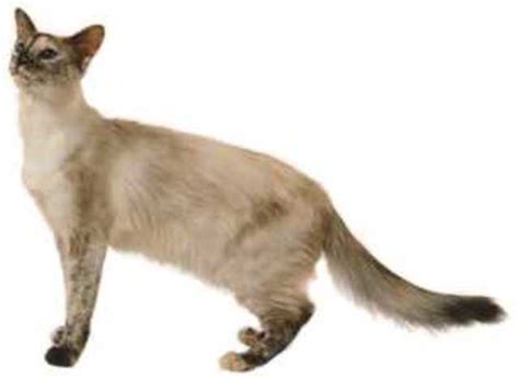 巴厘猫 长毛暹罗猫 爪哇猫