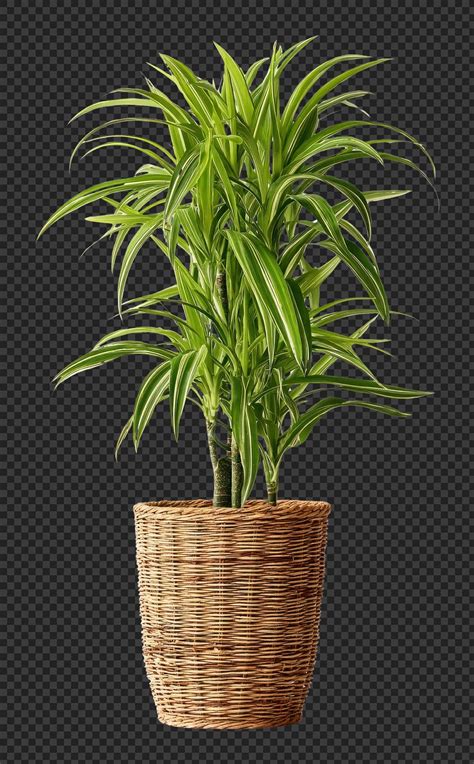 Tree Aesthetic PNG Images Free Photos PNG Stickers Wallpapers Backgrounds Rawpixel