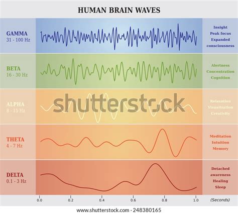 แผนภาพคลนสมองมนษยในหาส เวกเตอรสตอก ปลอดคาลขสทธ