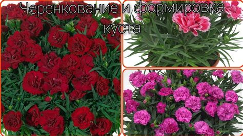 Вегетативная гвоздика (черенкование и формировка куста) - YouTube