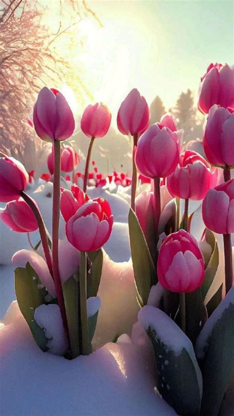 Pin By Анна Антонова On 1 Lovely Flowers Wallpaper Flower Pictures
