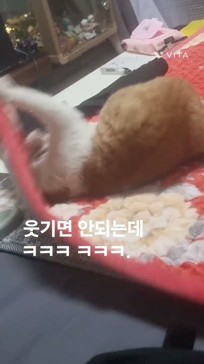 헛웃음 나오게하는 고양이 ㅋ 땡큐 Youtube