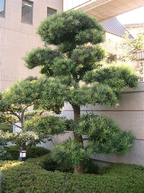 Filepodocarpus Macrophyllus1 Wikimedia Commons