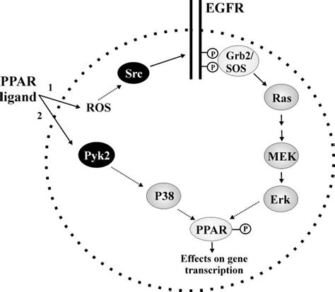 Schematic Representation Of The Signaling Pathways Leading To Mapk