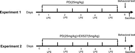 Experimental Design Experiment 1 Effects Of The Polydatin On