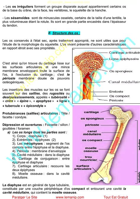 Ostéologie