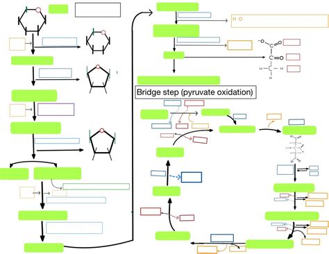 Practice Krebs Cycle Diagram Quizlet