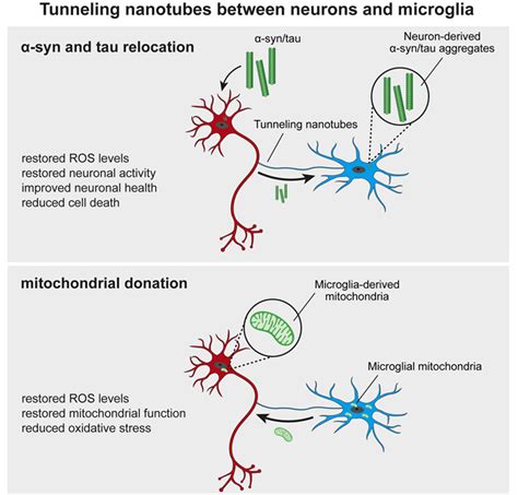 Neuron：小胶质细胞通过隧道纳米管与神经元建立连接并拯救神经元生物科技健康一线资讯