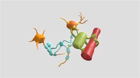 Central Nervous System Cns Cells 3d Model By Sitokin 3d Sitokin3d E15ddeb Sketchfab