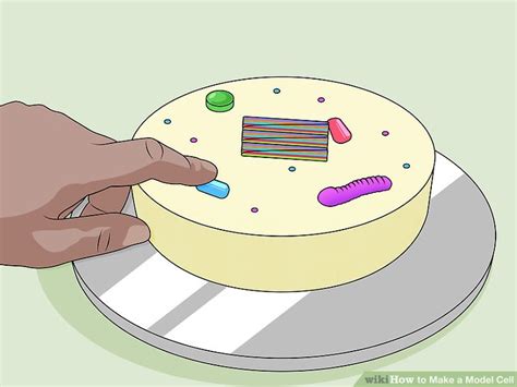 Ways To Make A Model Cell WikiHow