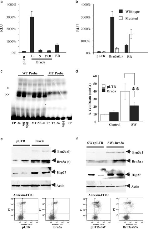 Strong Activation Of The Wild Type Hsp27 Promoter By Brn3a The Human