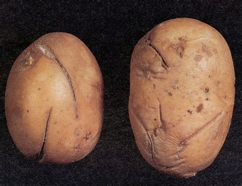 Detection Of Potato Tuber Diseases And Defects Cornell Vegetables