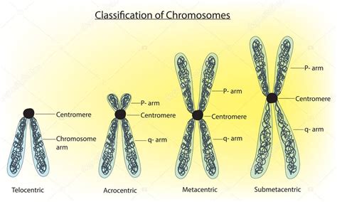 Clasificación Cromosómica Tipos De Cromosomas 2025