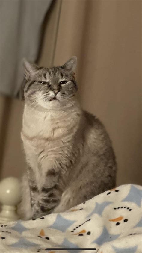 The Stank Face “trick Please” R Whatswrongwithyourcat