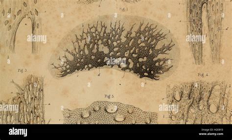 This Work Provides Insights Into The Development Of The Skeletal System Focusing On The Growth