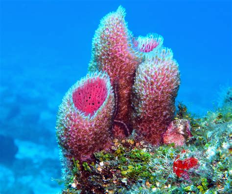 New Sponges Discovered In Unexplored Deep Sea Habitats
