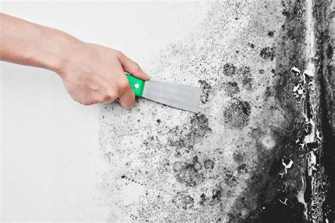 9 Effective Mold Prevention Tips Every Homeowner Should Know Residence Style