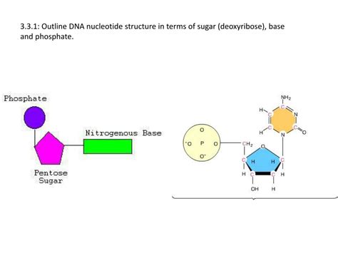 Ppt 3 3 Dna Structure Powerpoint Presentation Free Download Id 2613268