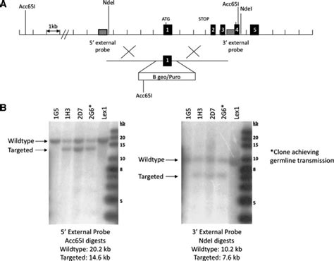 Targeted Disruption Of The Igfbp3 Gene Locus A Targeting Strategy Download Scientific Diagram
