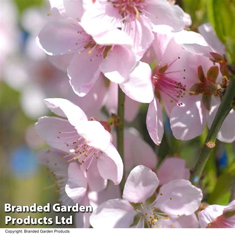 Peach Ice Peach Dwarf Patio Peach Suttons
