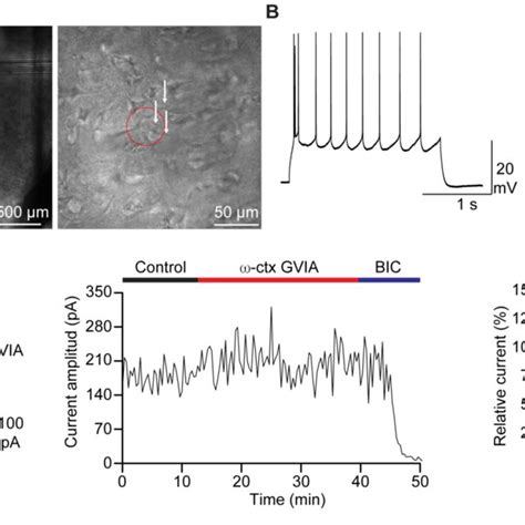 Gabaergic Neurotransmission In The Mpfc Partially Relies On N Type Download Scientific Diagram