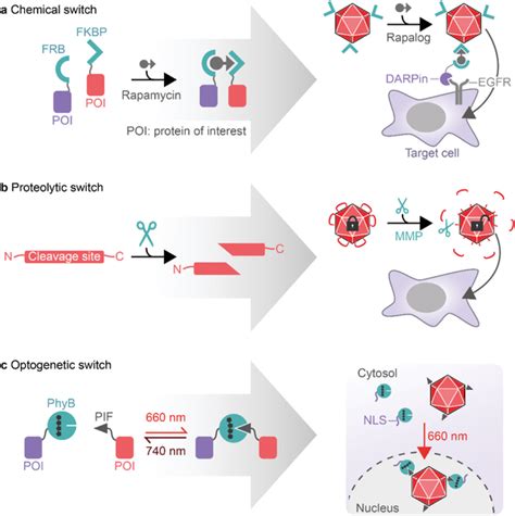 Synthetic‐biological Switches For The Control Of Aav Transduction A