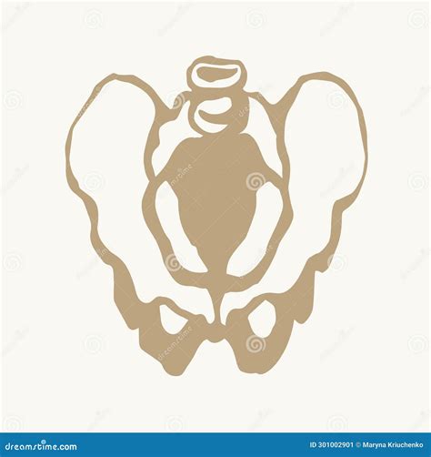 Vector Drawing Pelvic Bones Icon Stock Vector Illustration Of Body