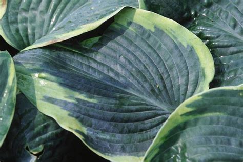 Hosta Frances Williams A Garden Center Duluth Minnesota Plants