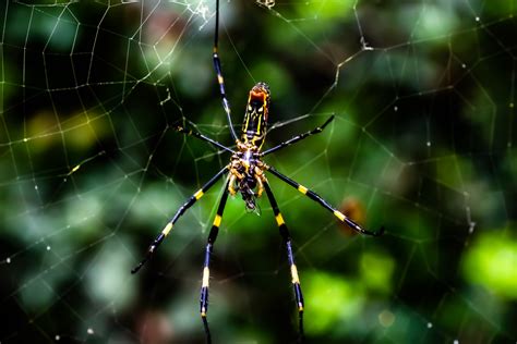 Giant Flying Spiders The Size Of Your Hand Are Invading New York