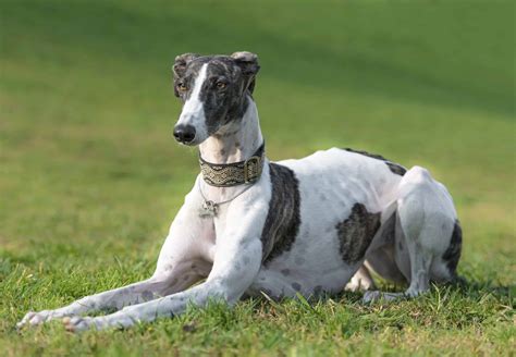 Did The Greyhound See His Shadow Karla Murielle