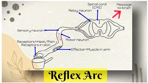 How To Draw Reflex Arc Class 10 Science Youtube