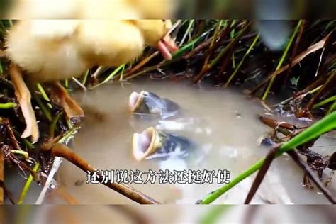 兔子的魅力这么大？静静待在河边吃草，大鱼竟主动凑了过来！大鱼兔子主动