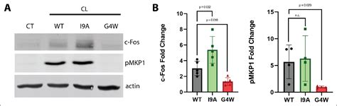 Figure 1 From The Candida Albicans Virulence Factor Candidalysin