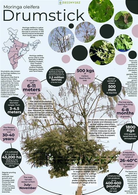 Infographics Of Drumstick Tree Greenverz