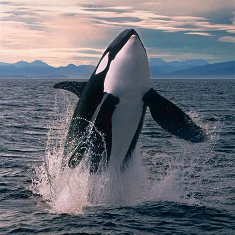 Why Do They Call Killer Whales Orcas