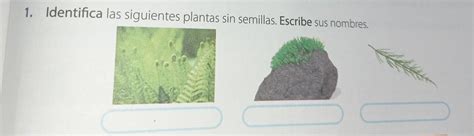 Las Siguientes Plantas Sin Semillas Se Escribe Sus Nombres Brainly Lat