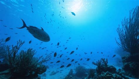 Tidal Energys True Environmental Cost Balancing Power And Marine Life