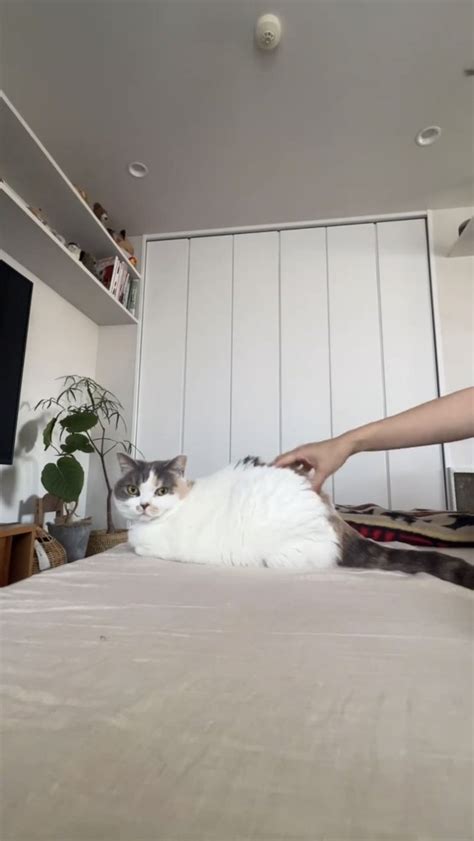『長毛猫のお尻を撫でたら』まさかの『超ラブリー』な反応が147万再生の大反響「いやーんw」「あまりにも可愛い過ぎ」の声 Cube ニュース