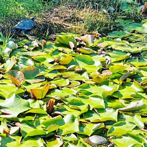 ベタを飼育する環境について べーやんファーム