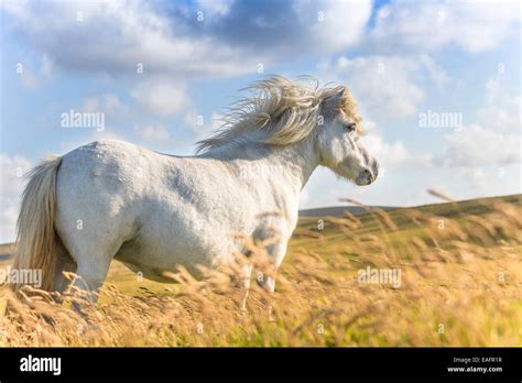 Shetland Pony Gray Mare Standingin Tall Grass Shetlands Fetlar Stock