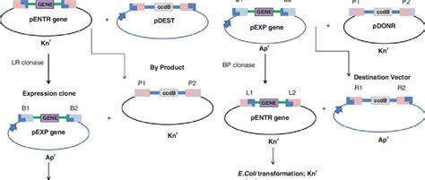 2 The Overall Process Of Gateway ® Cloning A The Lr Reaction B Download Scientific