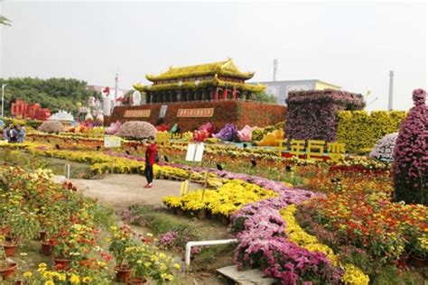 2021中山小榄菊花展开始时间门票价格旅泊网