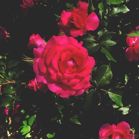 Stream Rose By Dante Listen Online For Free On Soundcloud