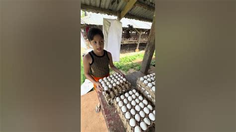 Lets Harvest Eggs Youtube