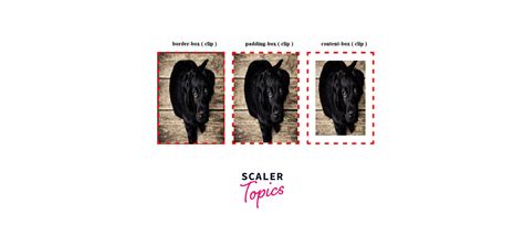 Css Background Property Scaler Topics