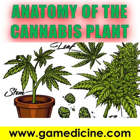 We Are Green Alchemy Medicine A Wholesale Cannabis Processing On Tumblr Anatomy Of The