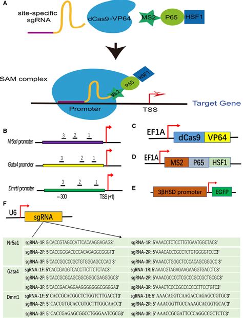 The Single Guide Rna Sgrna Mediated Crisprdcas9 Synergistic